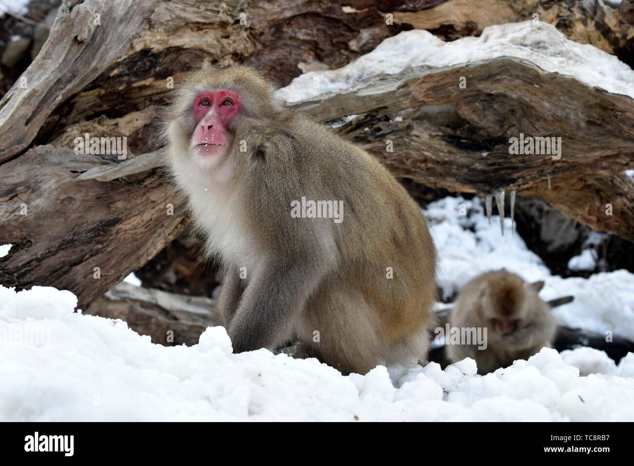 Snow monkey in Jigokudani National Park, Nagano, Japan, Asia Stock ...
