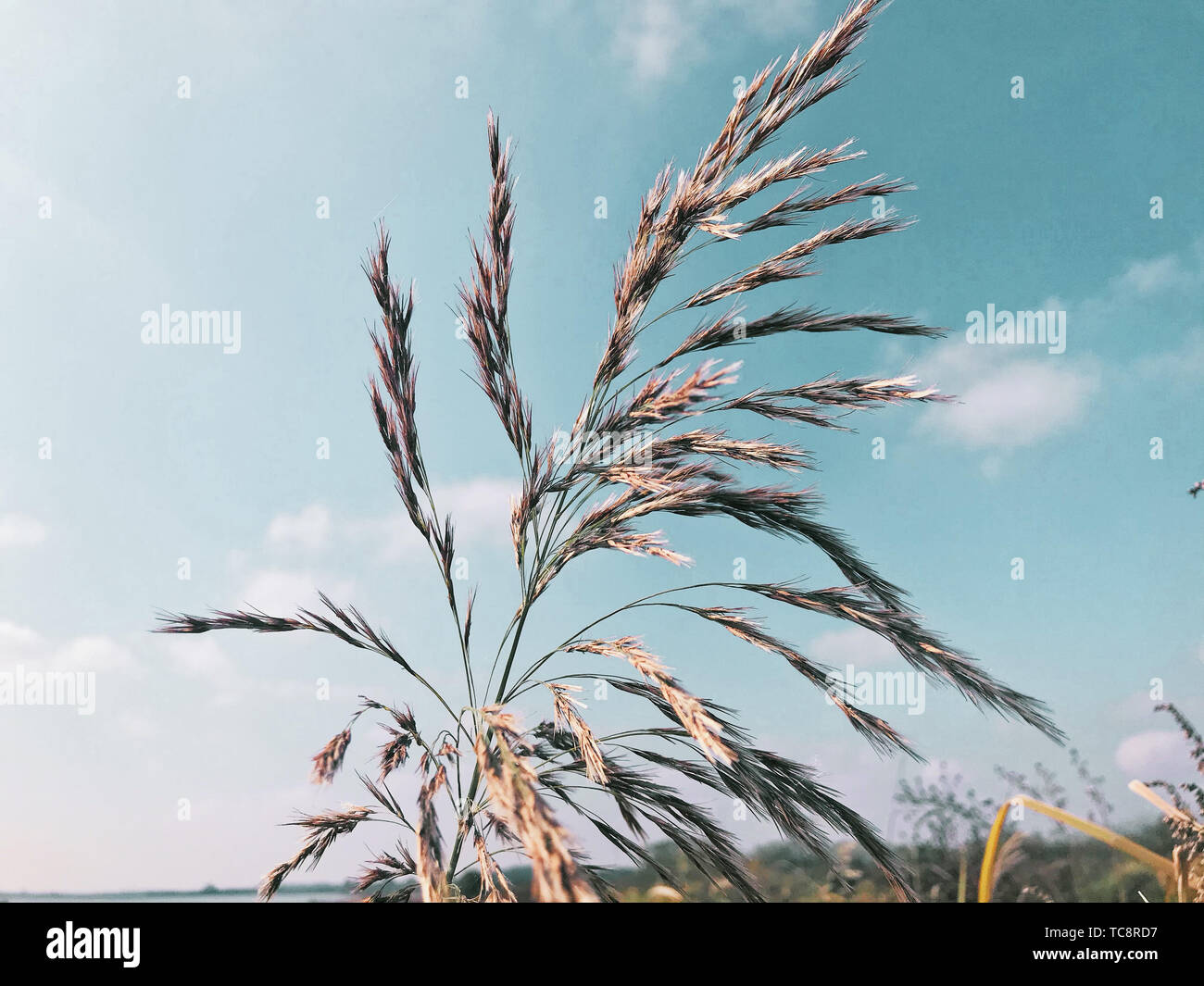 Reed fruits hi-res stock photography and images - Alamy