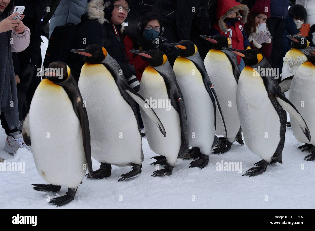 Asahikawa walking hi-res stock photography and images - Alamy