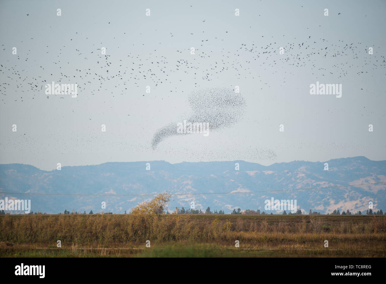 swarming flock of blackbirds Stock Photo - Alamy