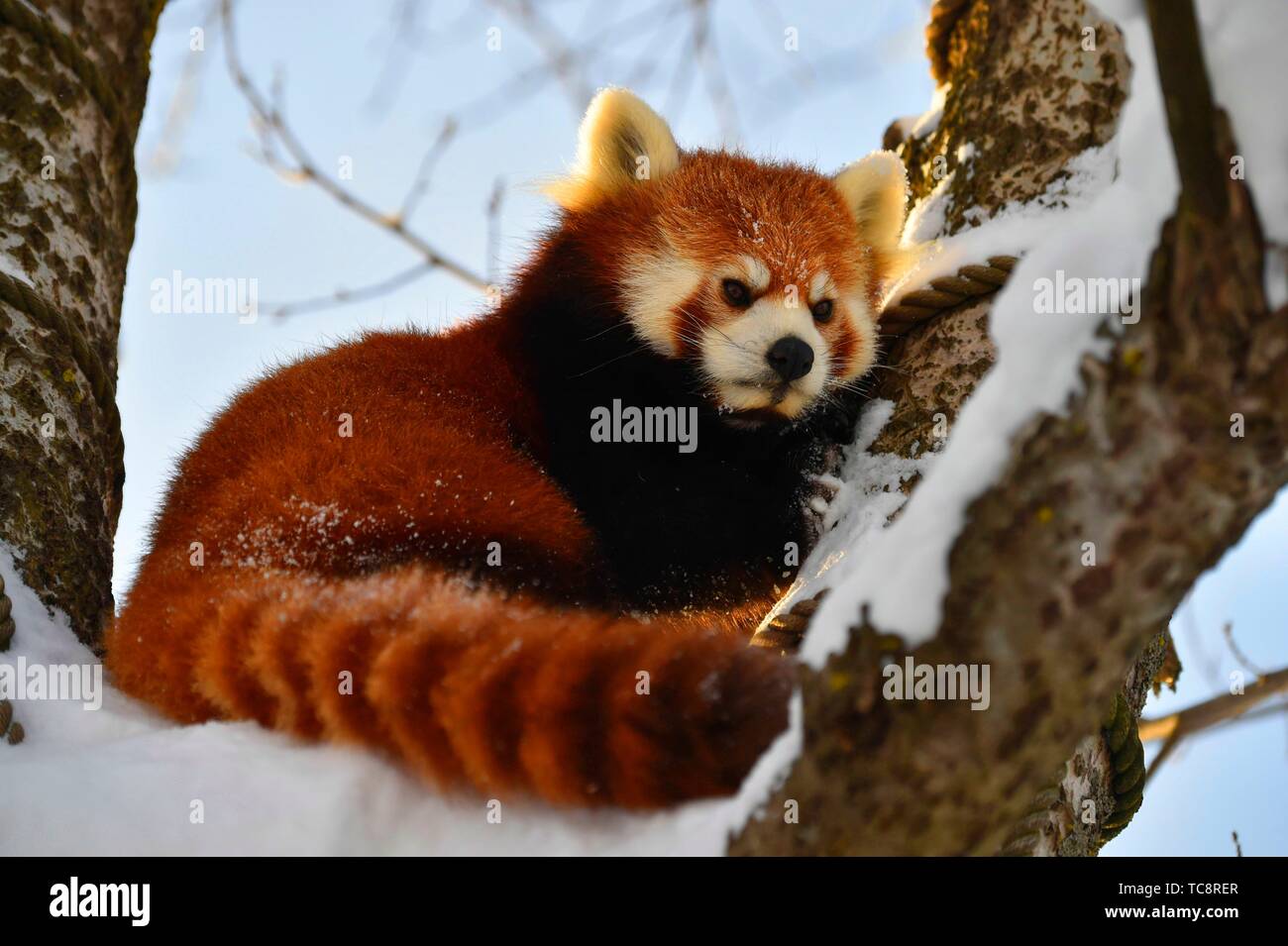 Red lesser panda in Asahiyama zoo, Asahikawa, Hokkaido, Japan, Asia ...