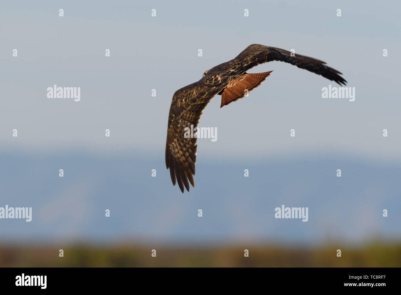 Redtailed hi-res stock photography and images - Alamy