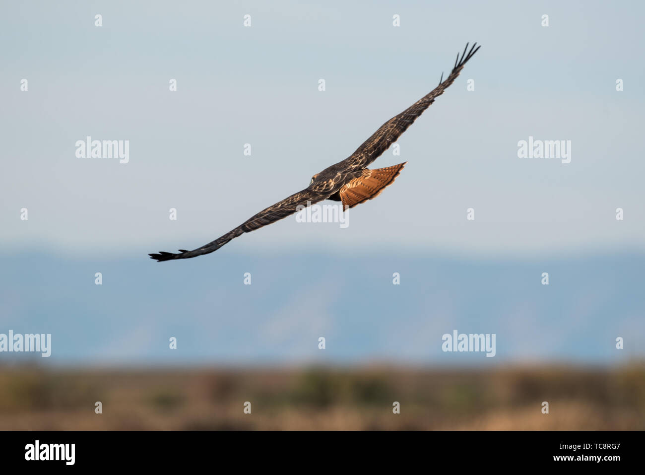 Red tailed Hawk flying Stock Photo - Alamy