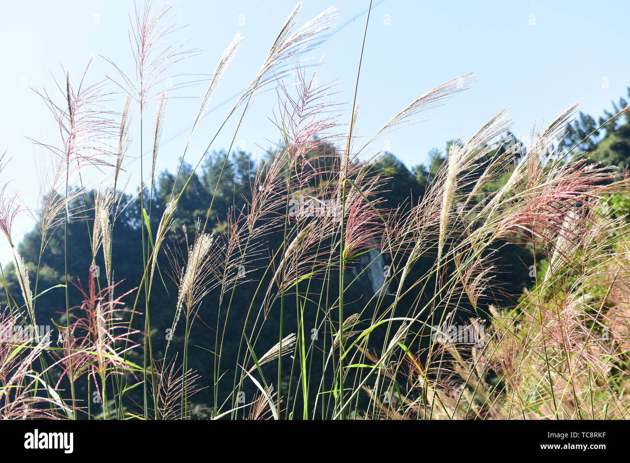 Reed hd hi-res stock photography and images - Alamy