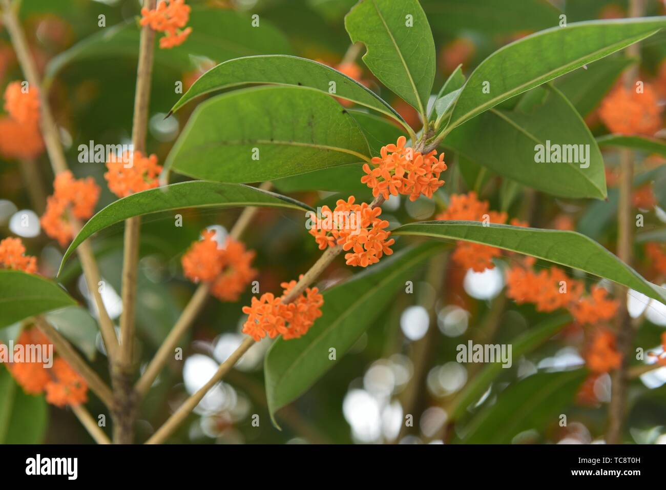 Dangui hi-res stock photography and images - Alamy