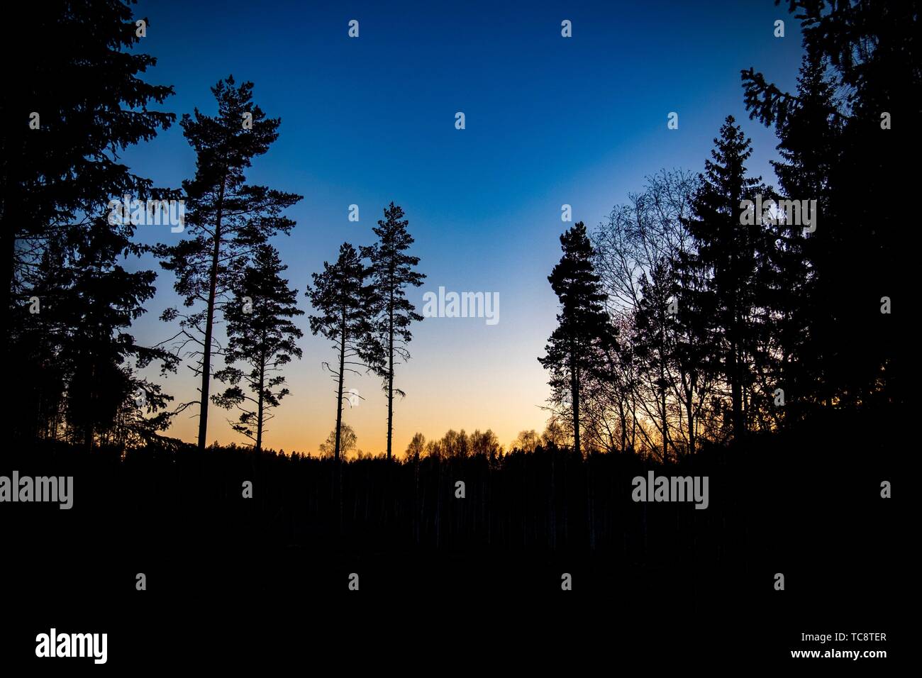 Swedish forest forests pine tree hi-res stock photography and images ...