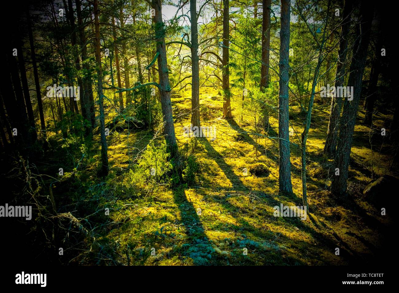 Swedish forest forests pine tree hi-res stock photography and images ...