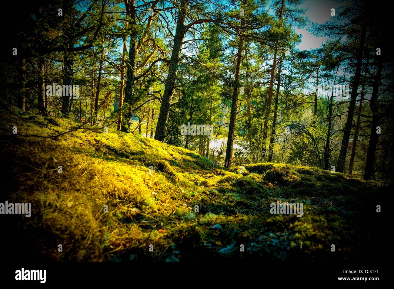 Swedish forest forests pine tree hi-res stock photography and images ...