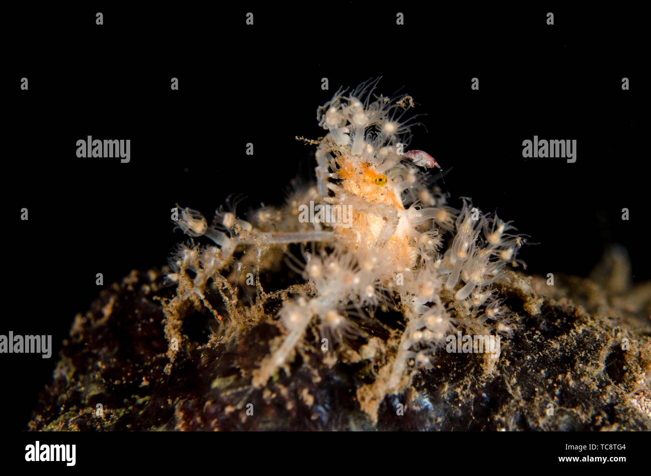 Planktonic crab hi-res stock photography and images - Alamy