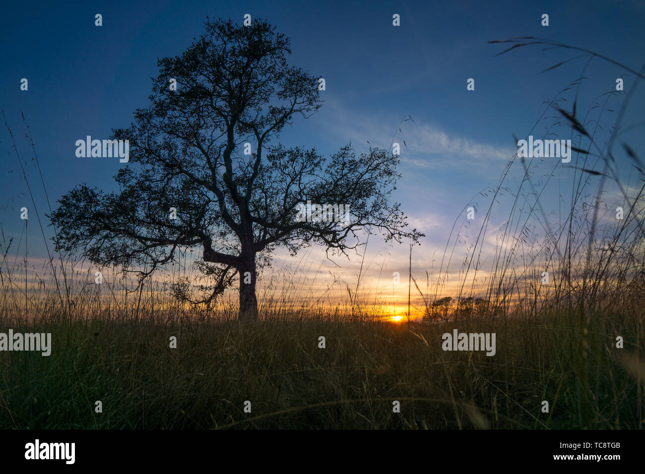 oak tree sunset Stock Photo - Alamy