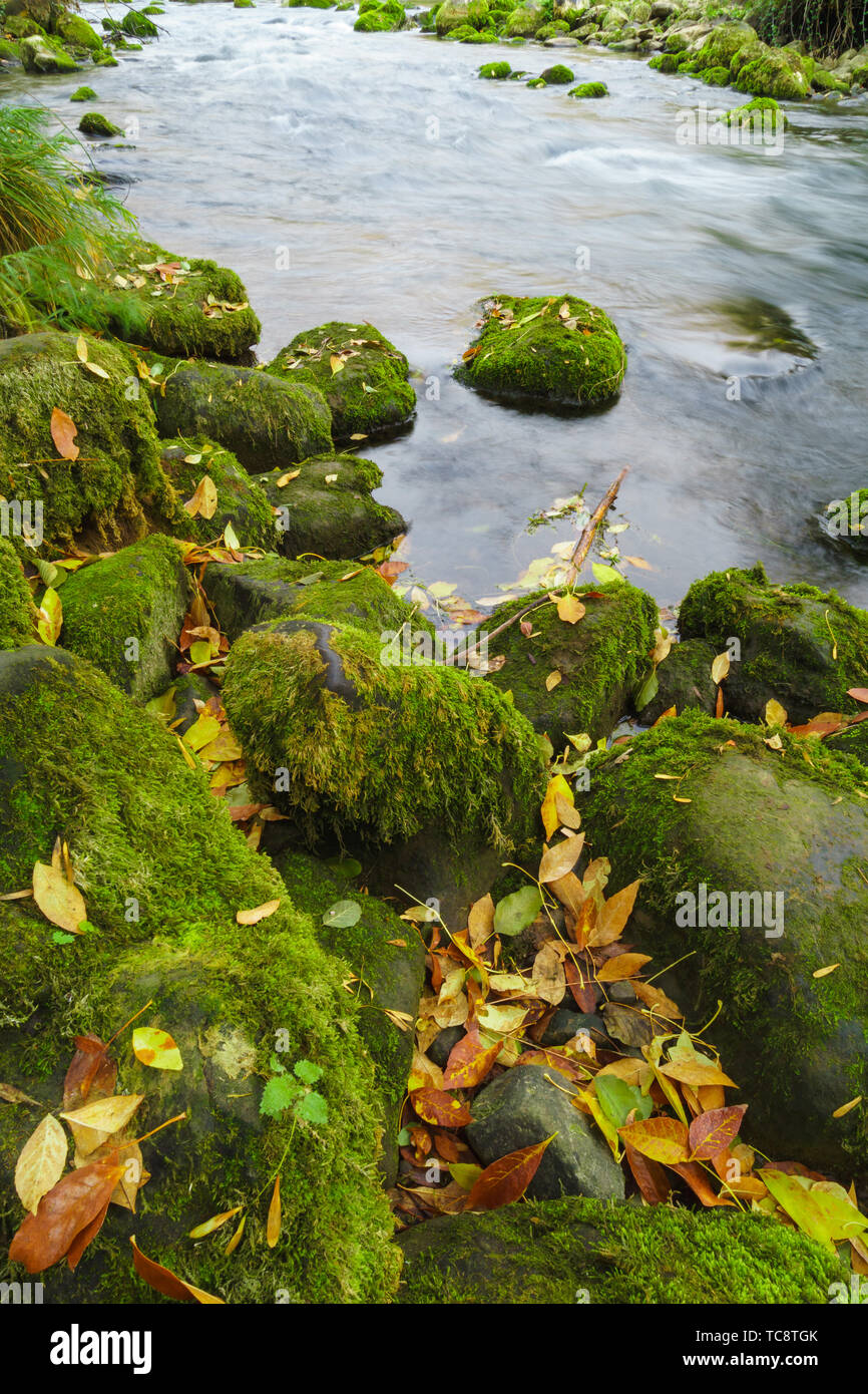 moss covered rocks in river Stock Photo - Alamy