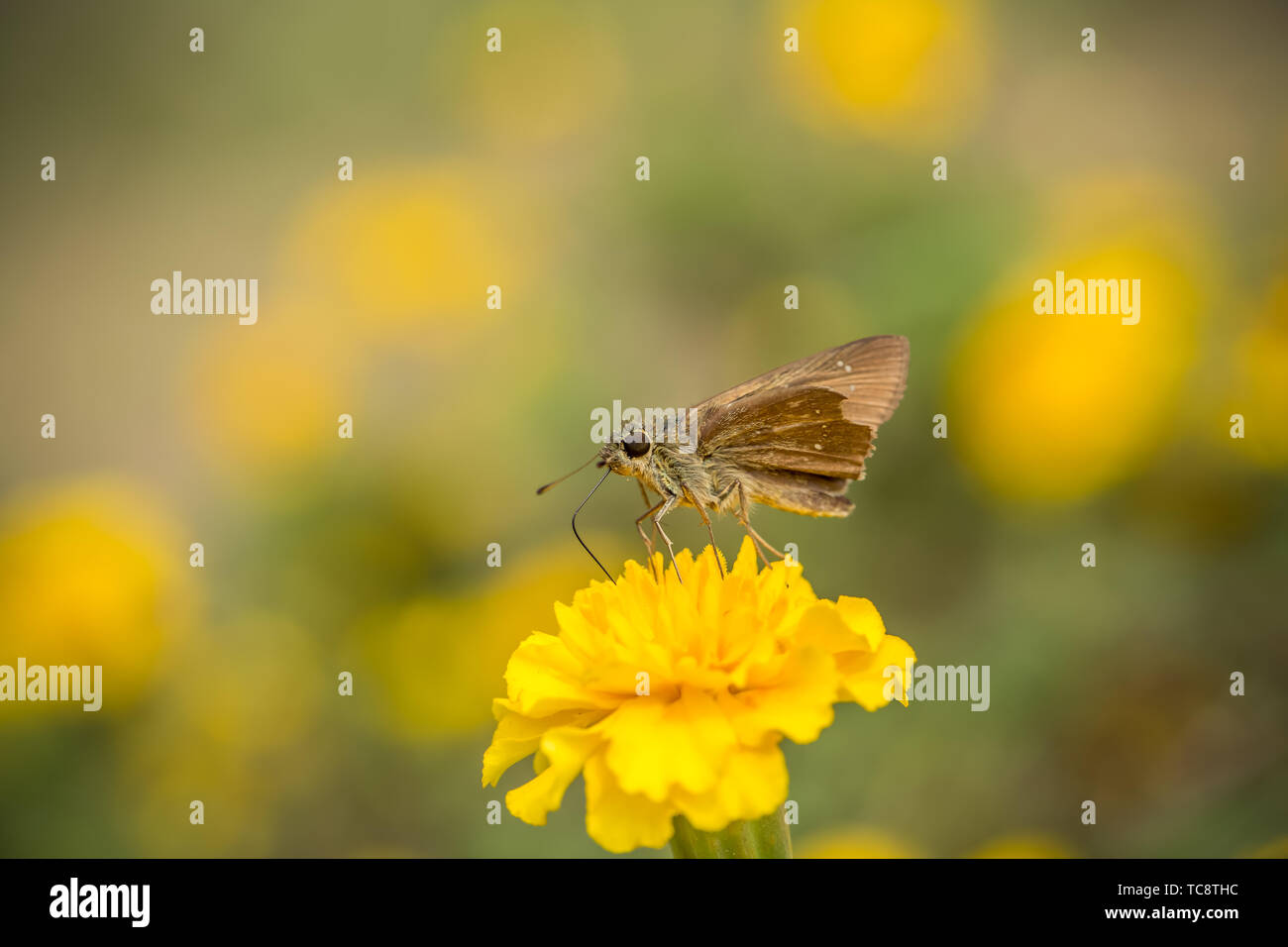 Insects on flowers Stock Photo - Alamy