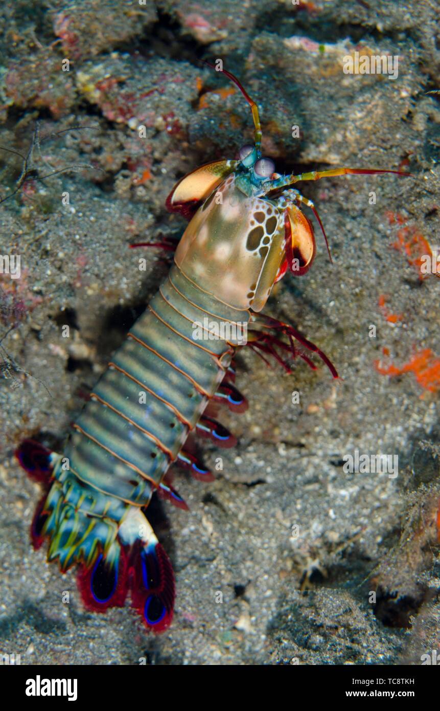 Mantis Shrimp Up Close High Resolution Stock Photography and Images - Alamy