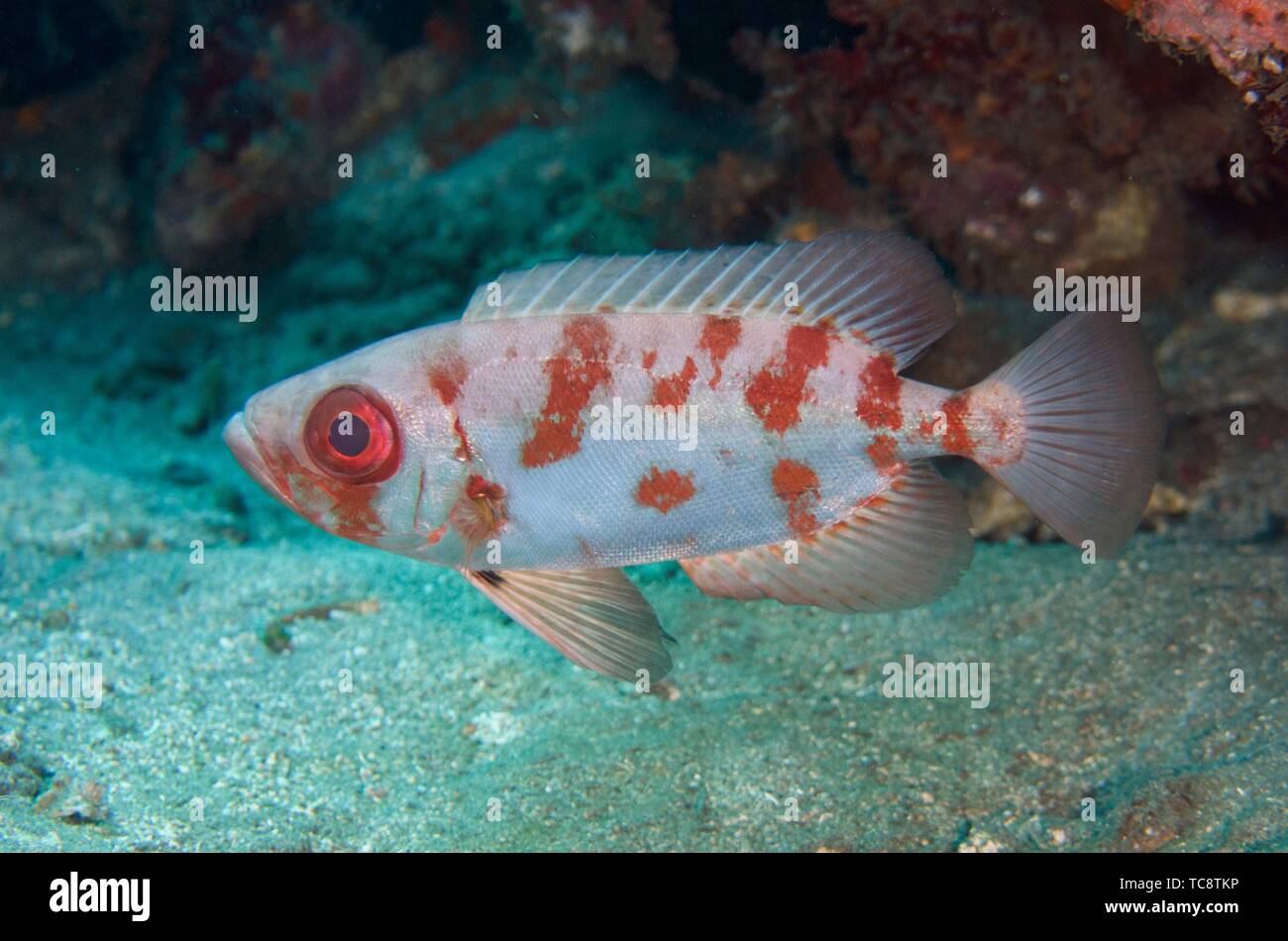 Dive In Amed High Resolution Stock Photography and Images - Alamy