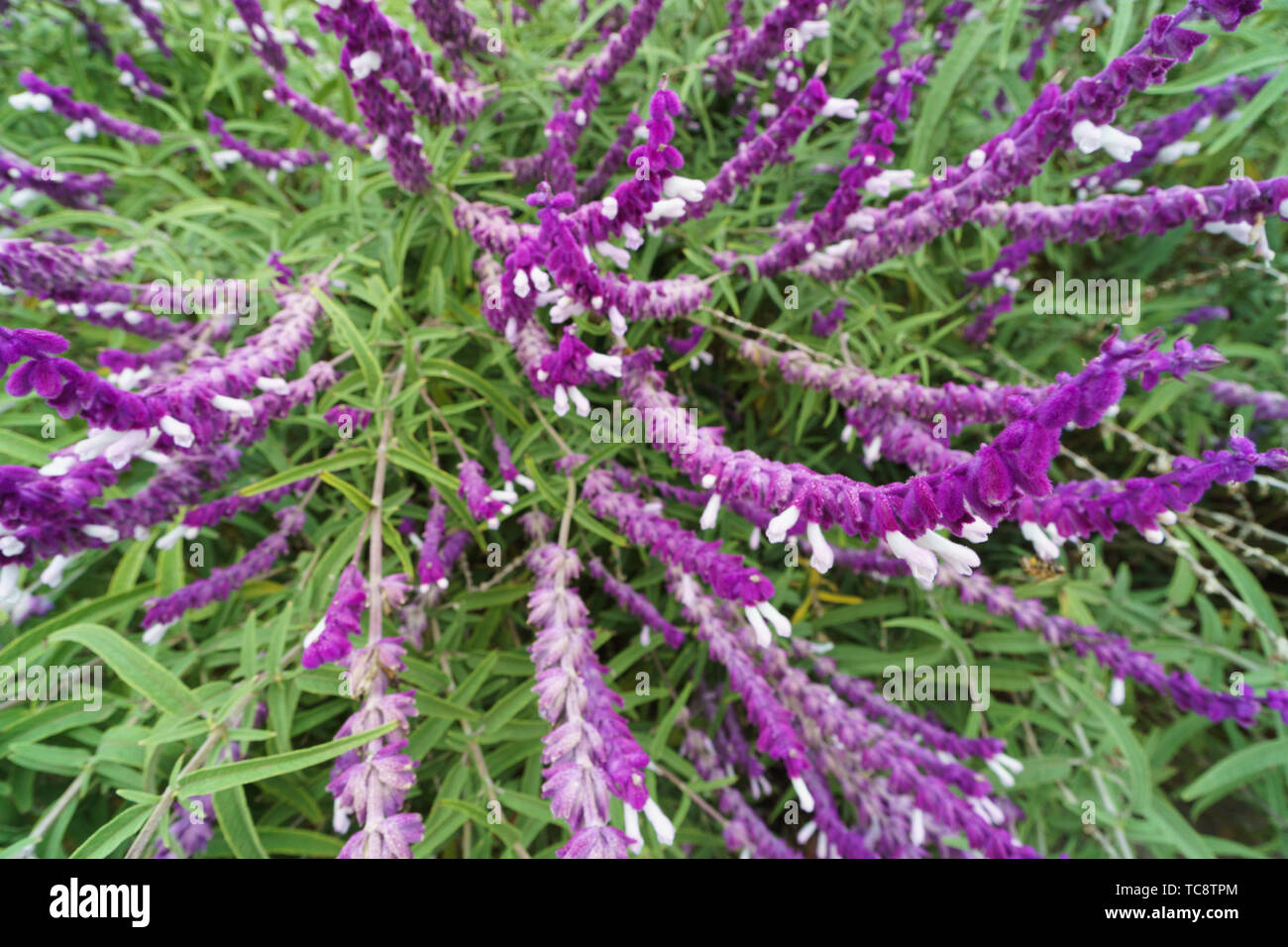 Santa barbara mexican bush sage hi-res stock photography and images - Alamy