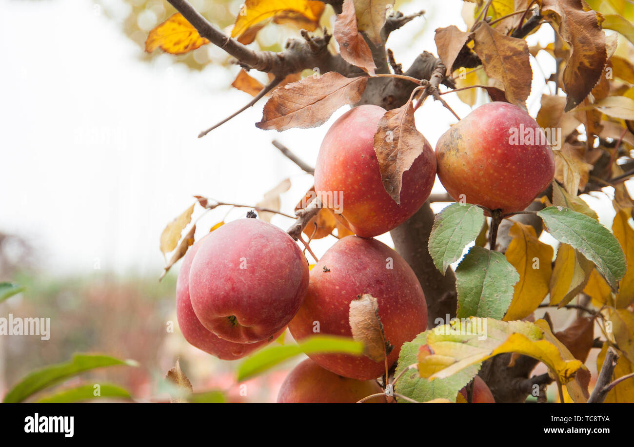 The red fruit of the autumn branches Stock Photo - Alamy