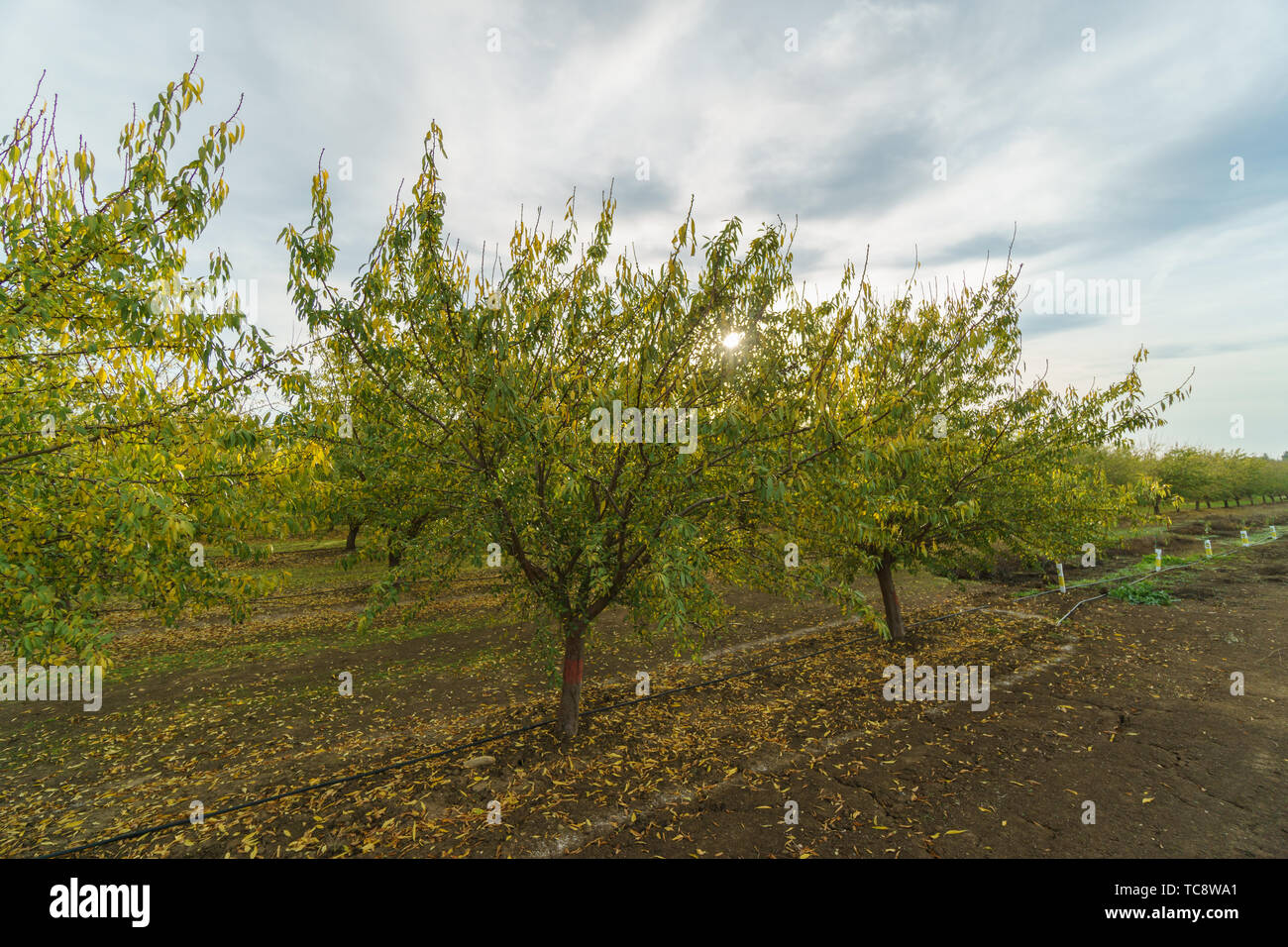 almond orchard rows Stock Photo - Alamy