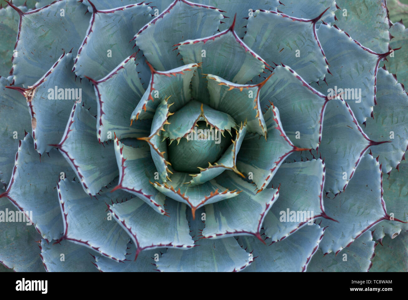 Stone lotus fleshy Stock Photo - Alamy