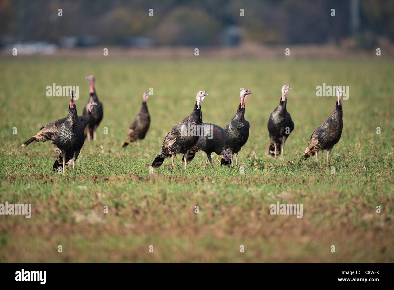 Turkeys field hi-res stock photography and images - Alamy