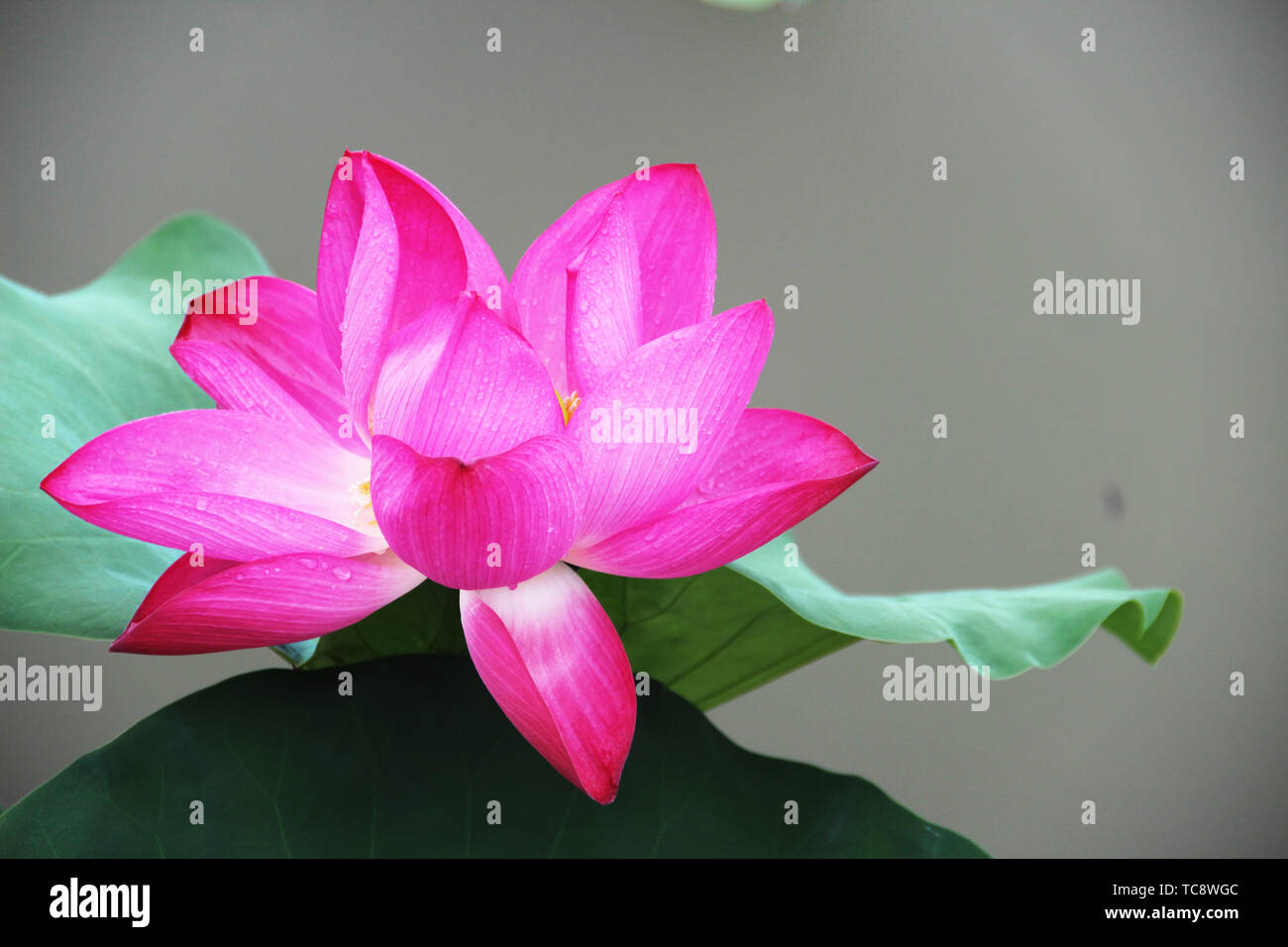 Foreign colors and lotus flowers of plants hi-res stock photography and ...