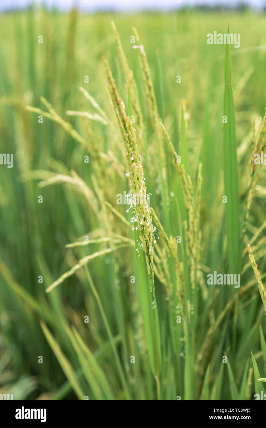 Mature lawns hi-res stock photography and images - Alamy