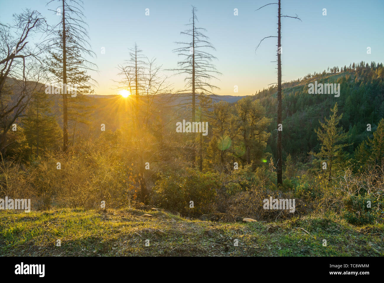 sunset through the forest trees Stock Photo - Alamy