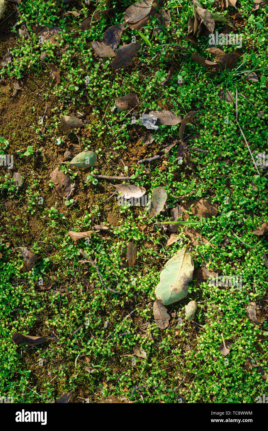 green ground cover and leaves background Stock Photo - Alamy