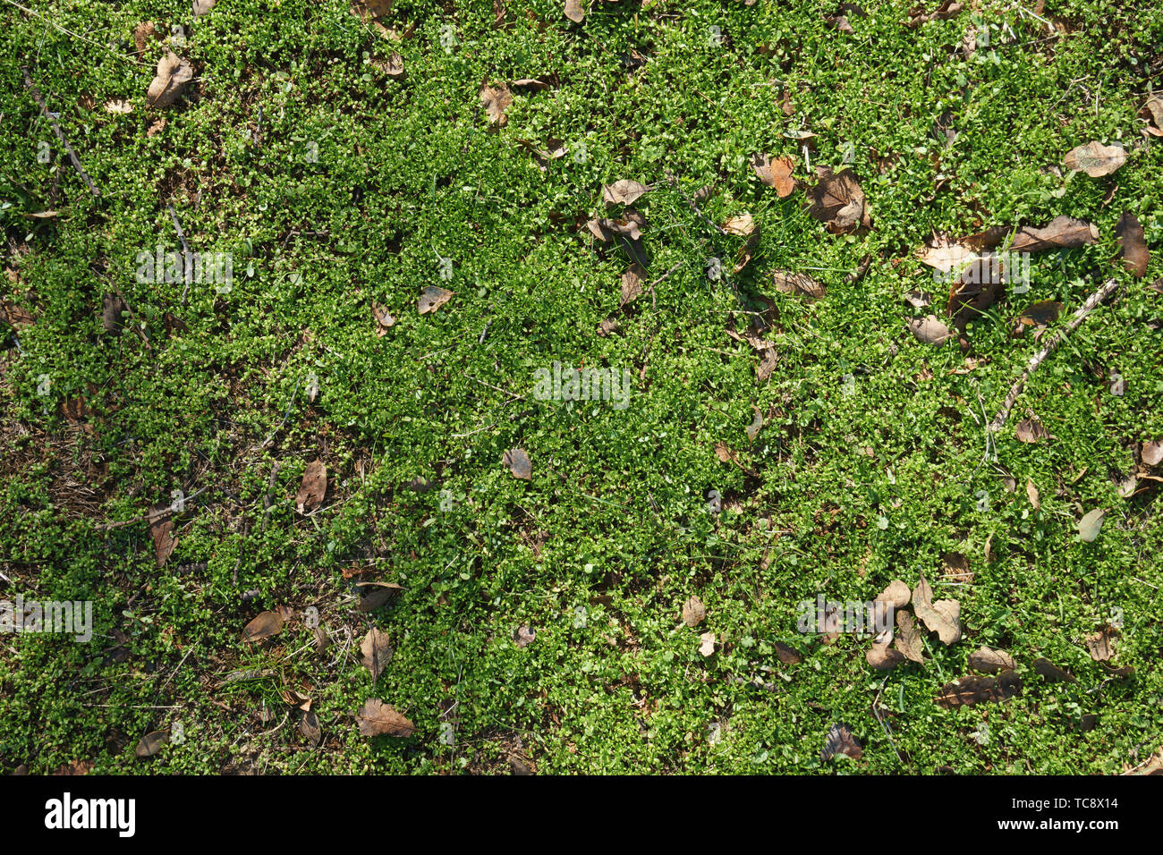 Moss ground background Stock Photo - Alamy