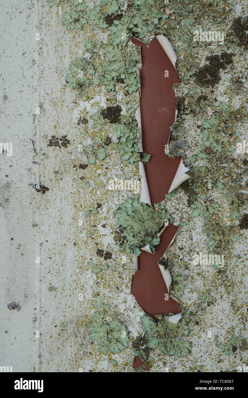 Peeling white and red paint lichen Stock Photo - Alamy
