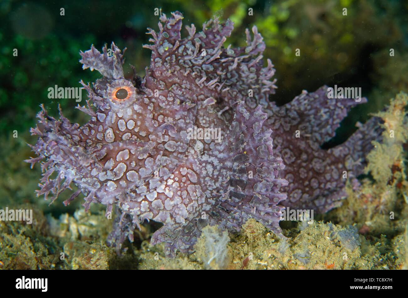 Rhinopias Frondosa High Resolution Stock Photography and Images - Alamy