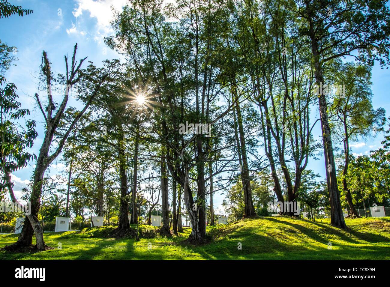Upland vegetation hi-res stock photography and images - Alamy