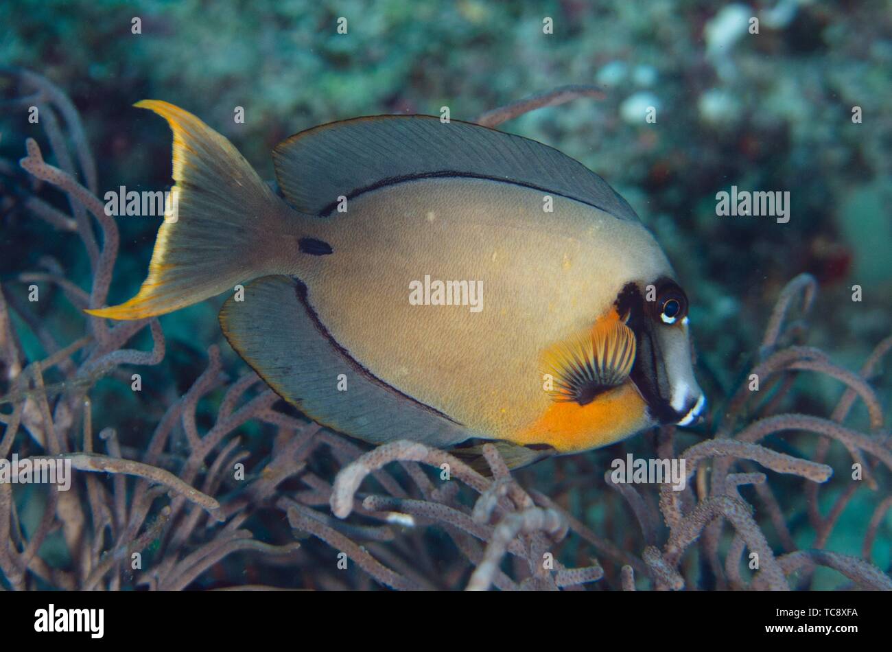 Acanthurus Pyroferus High Resolution Stock Photography and Images - Alamy