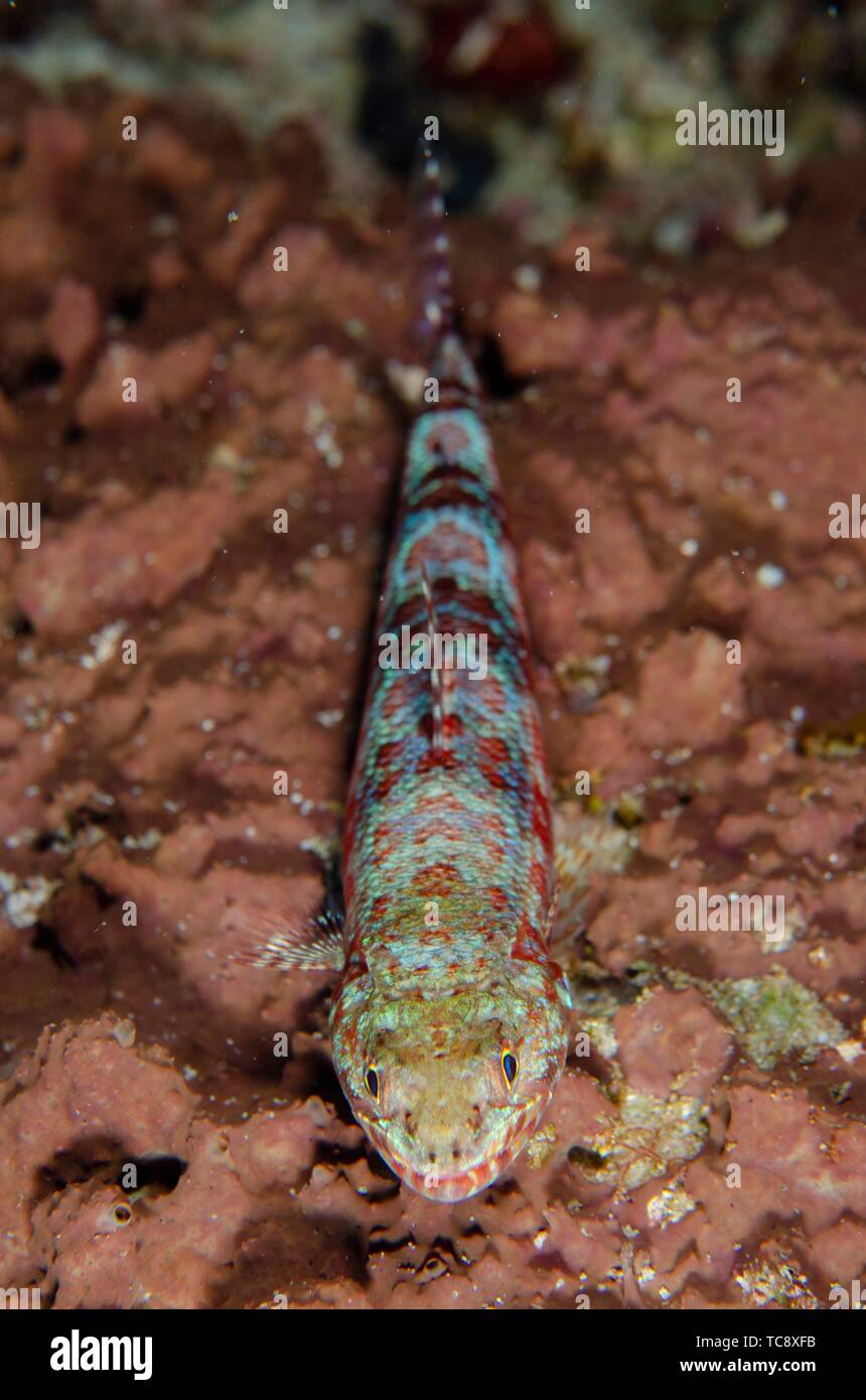 Lizardfish High Resolution Stock Photography and Images - Alamy