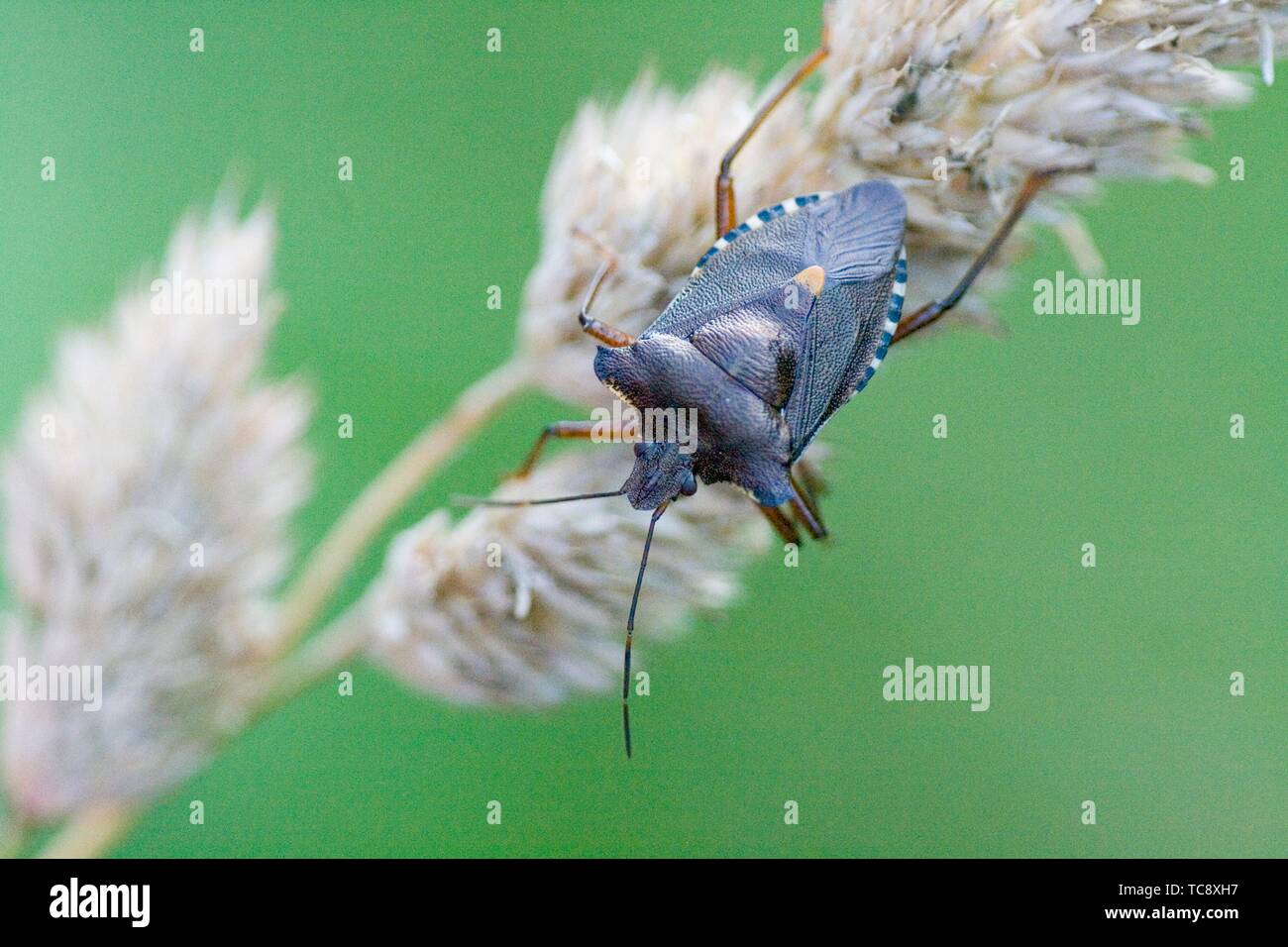 Red shieldbug hi-res stock photography and images - Alamy
