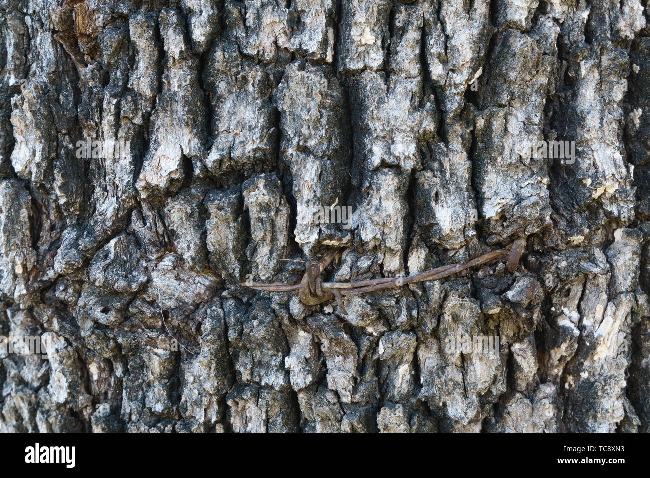 Grown into a tree hi-res stock photography and images - Alamy