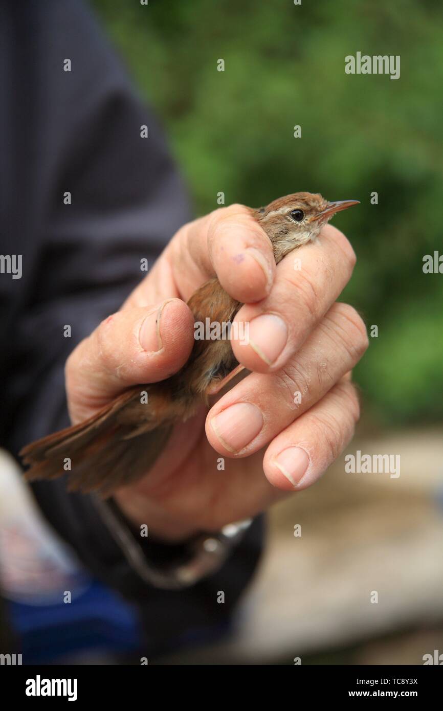 Cetti cettis hi-res stock photography and images - Alamy