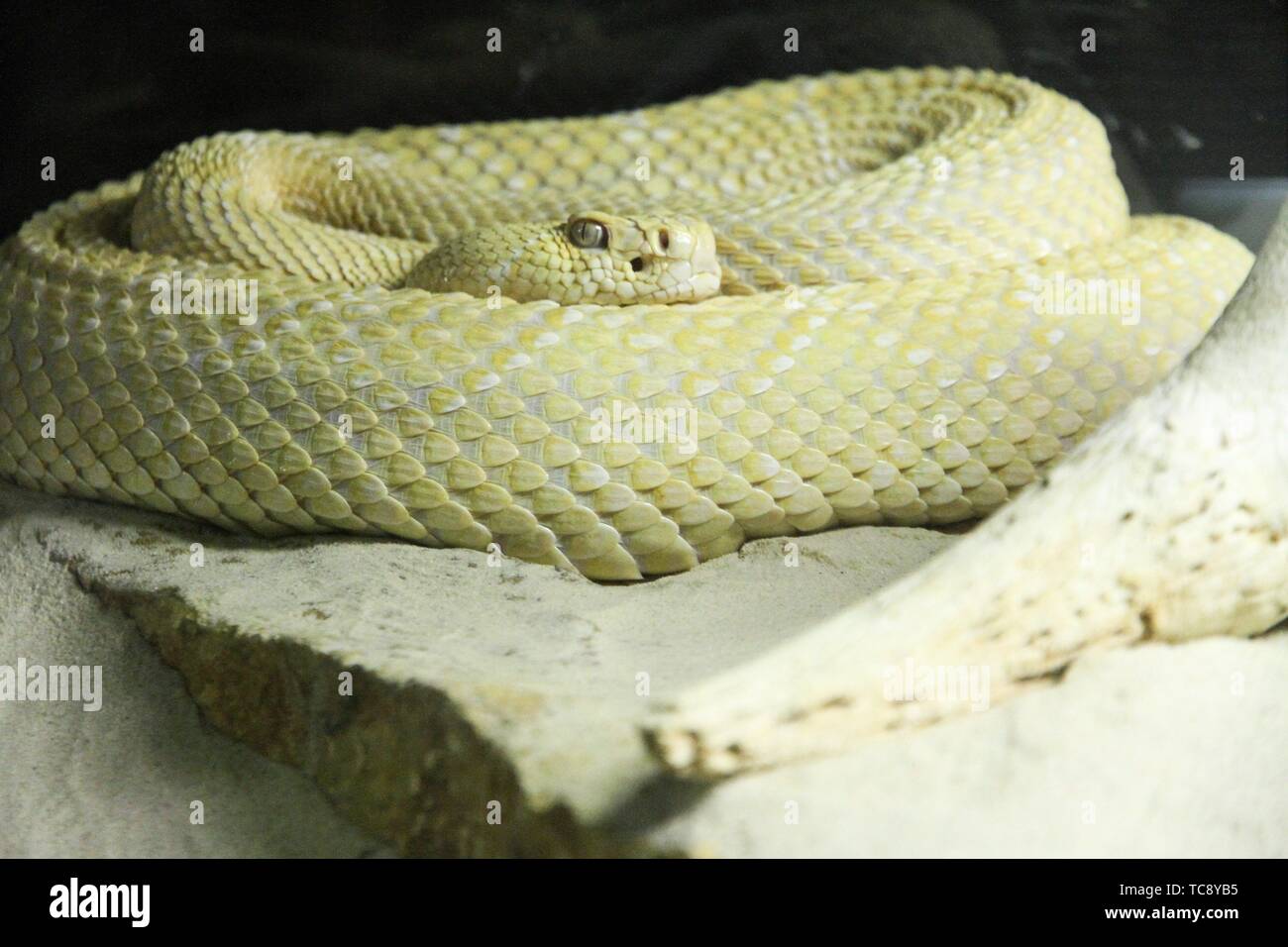 Domesticated snake hi-res stock photography and images - Alamy