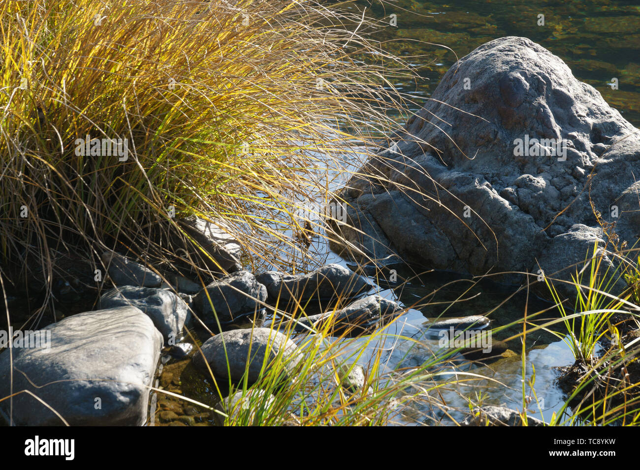 Rocks moss grasses hi-res stock photography and images - Alamy