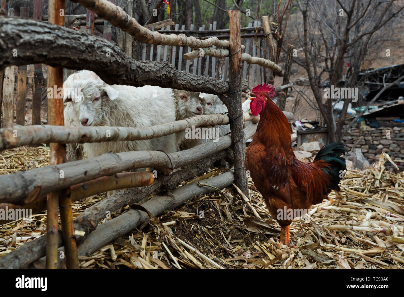 Two toed bird hi-res stock photography and images - Alamy