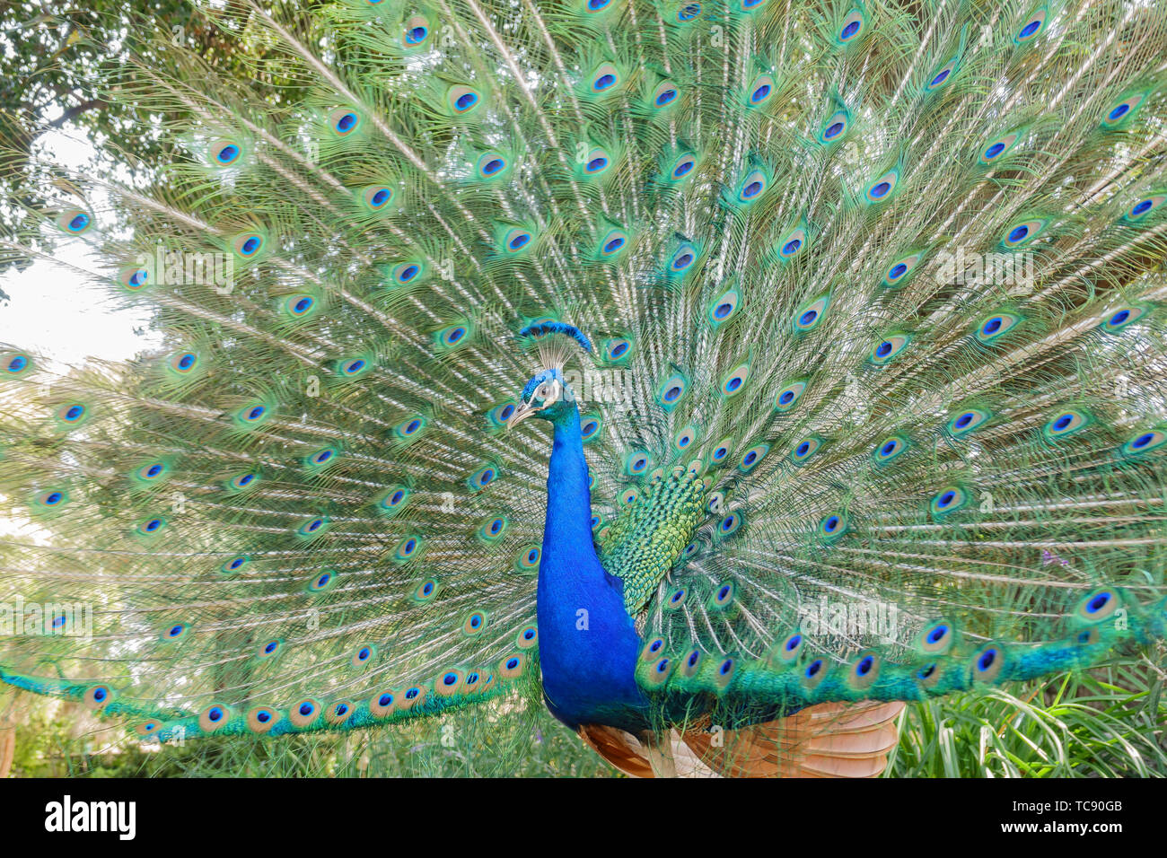 Male peacock showing it's color fan at Los Angeles, California Stock ...