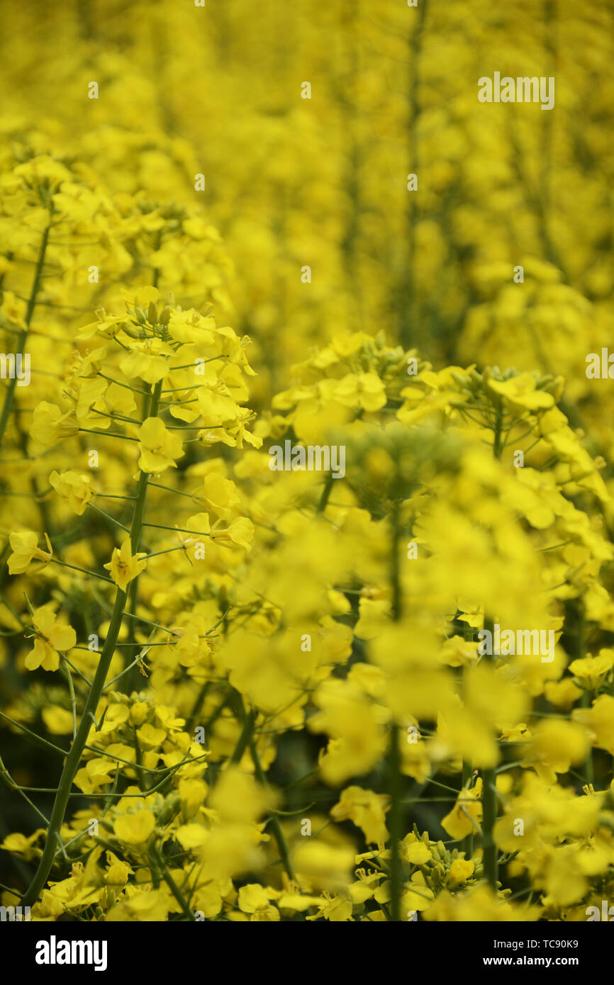 Canola, rapeseed field background Stock Photo - Alamy