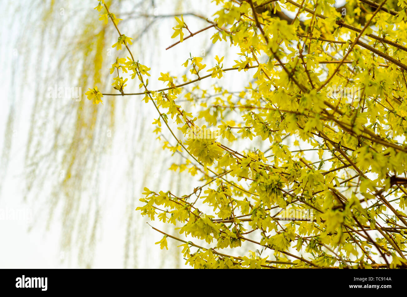 Spring flowers open in early spring Stock Photo - Alamy