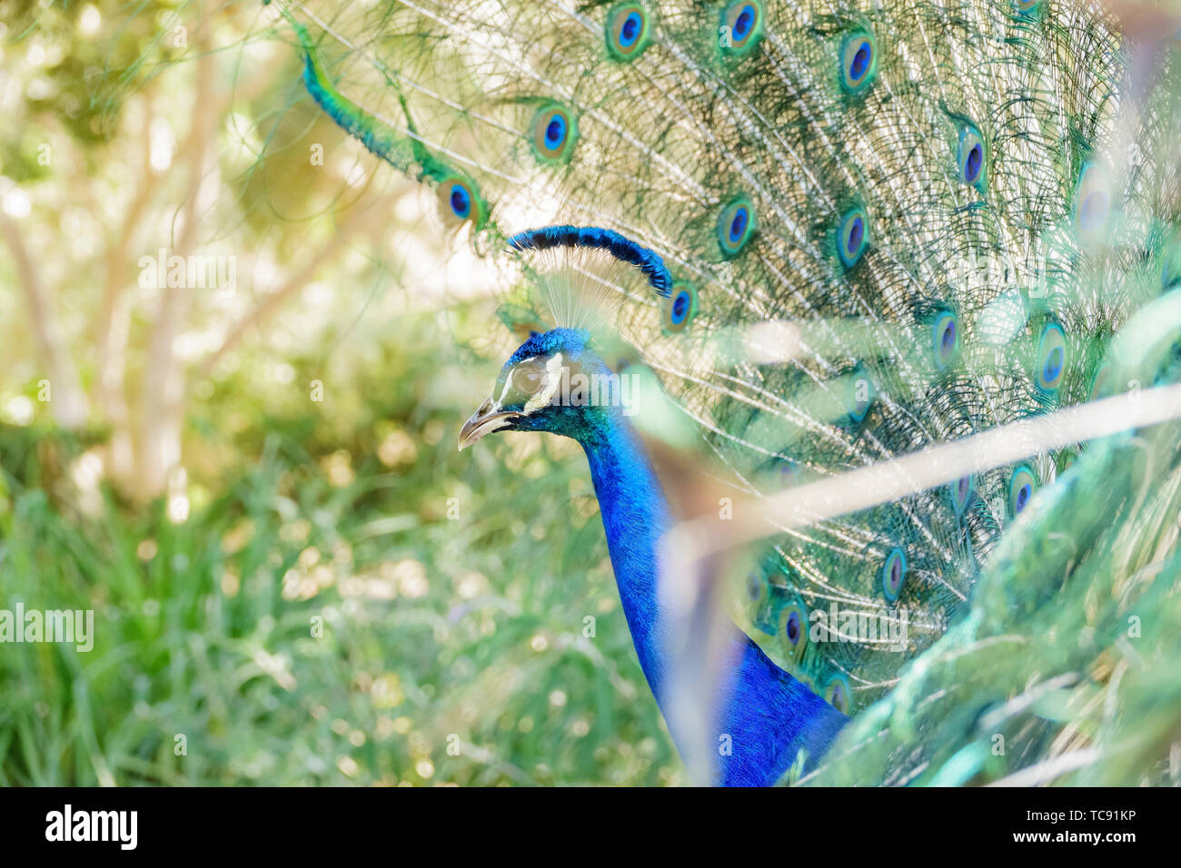 Male peacock showing it's color fan at Los Angeles, California Stock ...