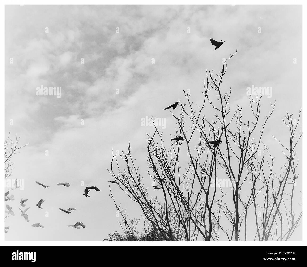Flying bird picture Stock Photo - Alamy