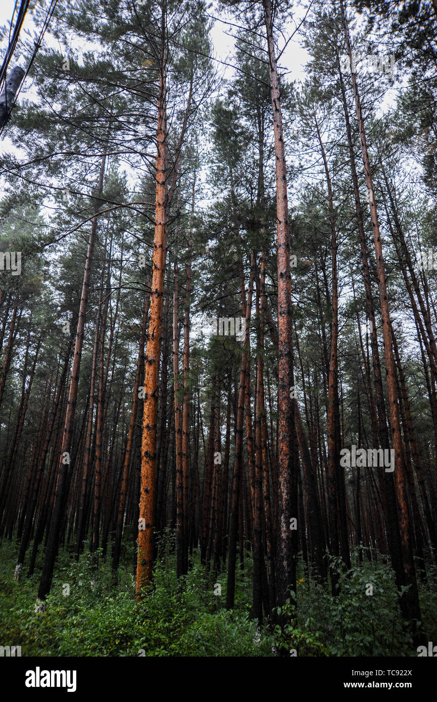 Changbai mountain forest hi-res stock photography and images - Alamy