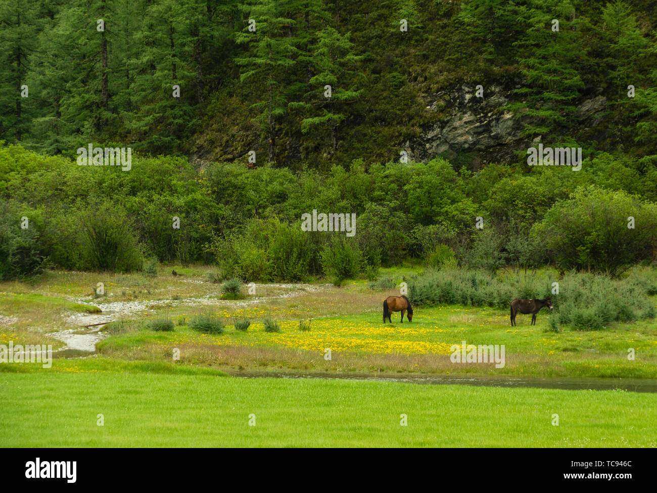 Luovelvet cattle farm in Taocheng Aden Scenic Area, Ganzi, Sichuan ...