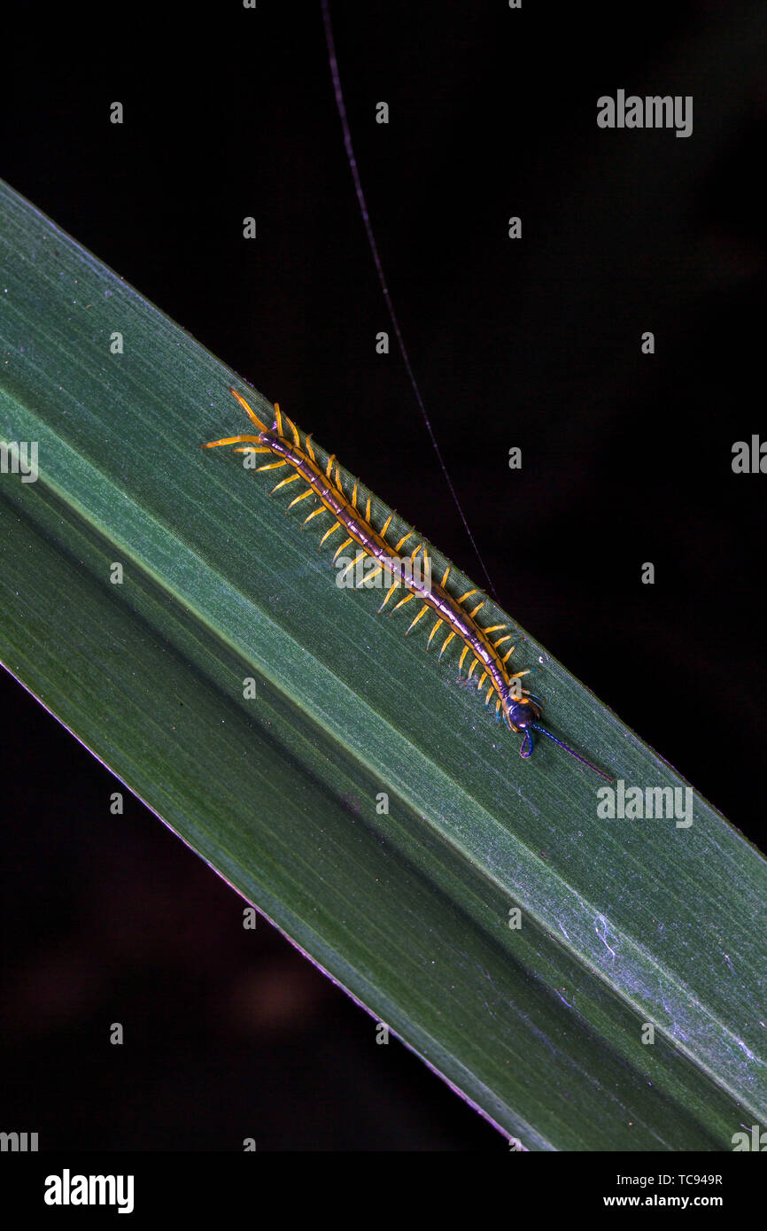 Multi legged insects hi-res stock photography and images - Alamy