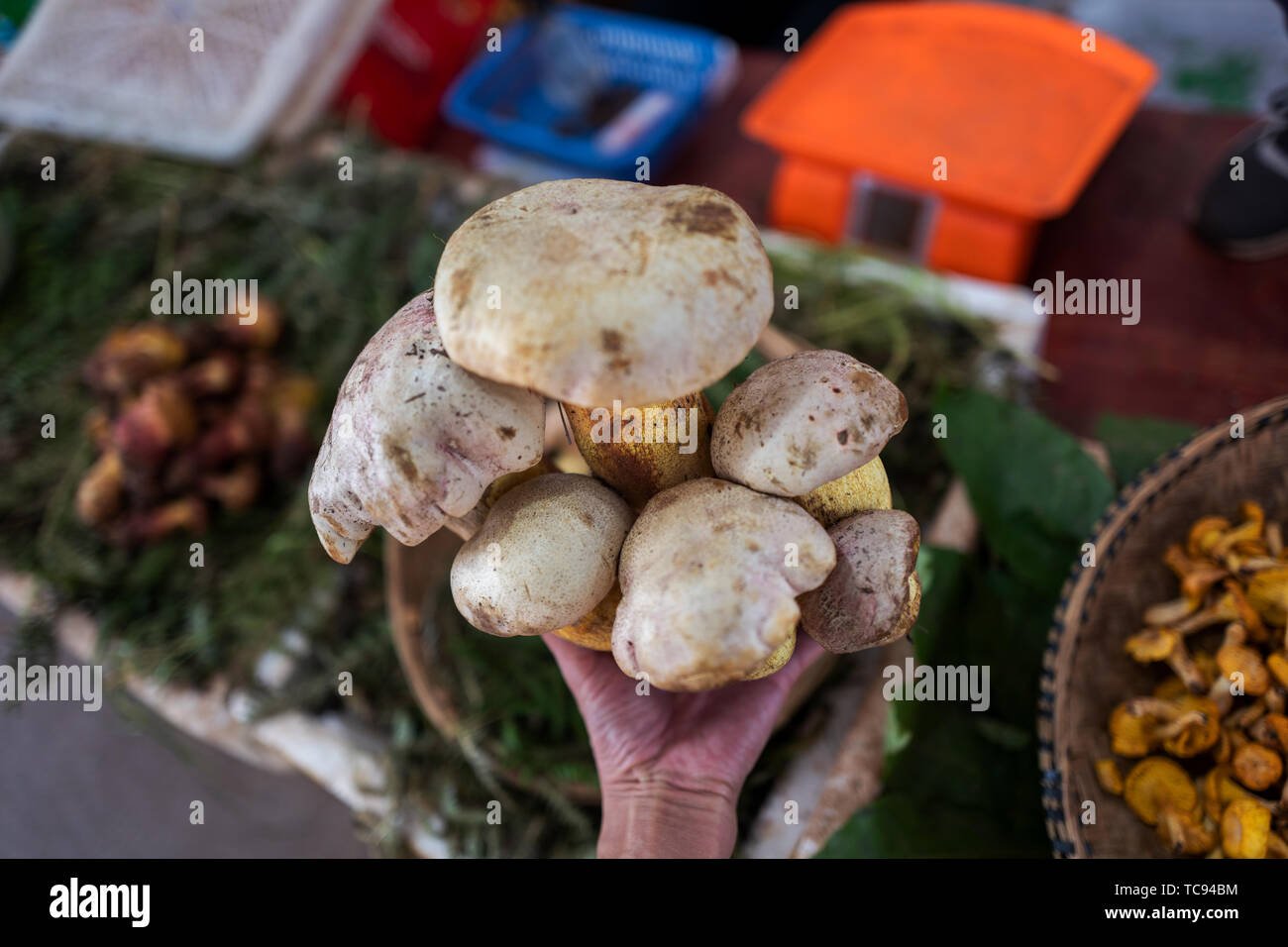 Fresh wild edible bacteria with dirt Stock Photo - Alamy