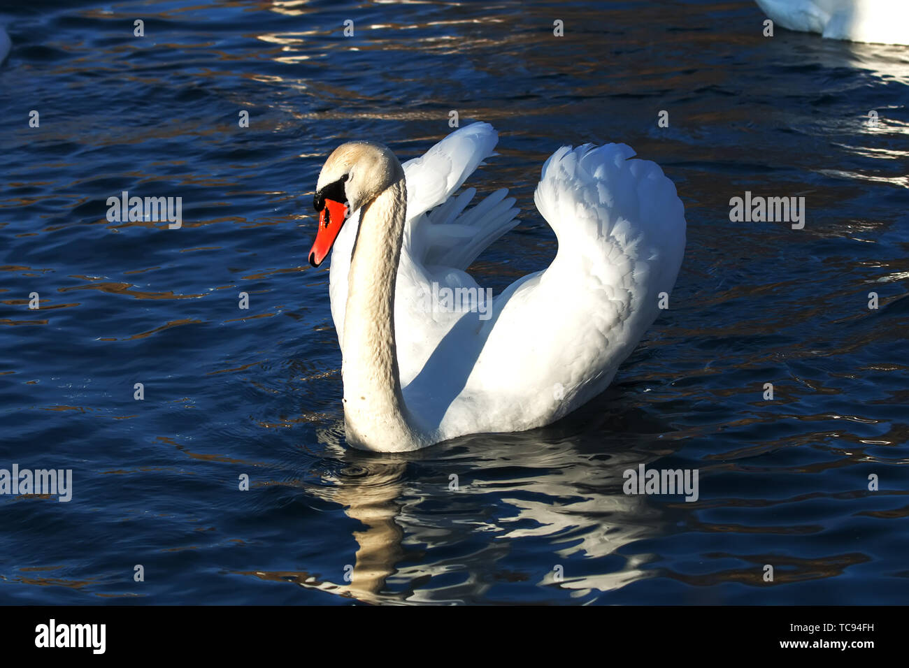 Poultry beaks and wild swans hi-res stock photography and images - Alamy