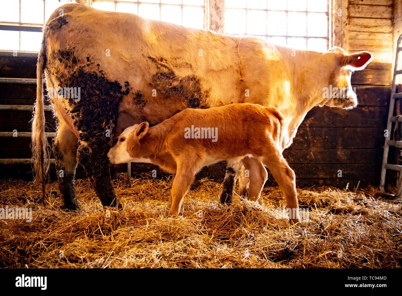 Well protected its mother hi-res stock photography and images - Alamy
